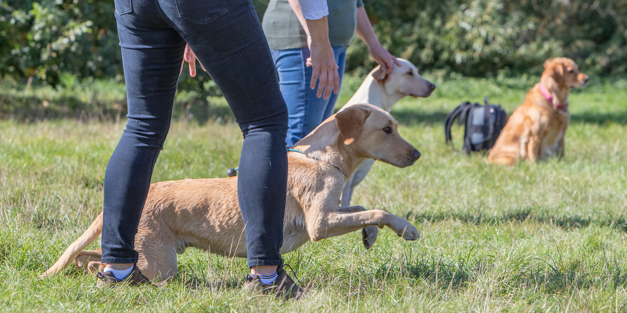 Gallery – Truequest Dog Training