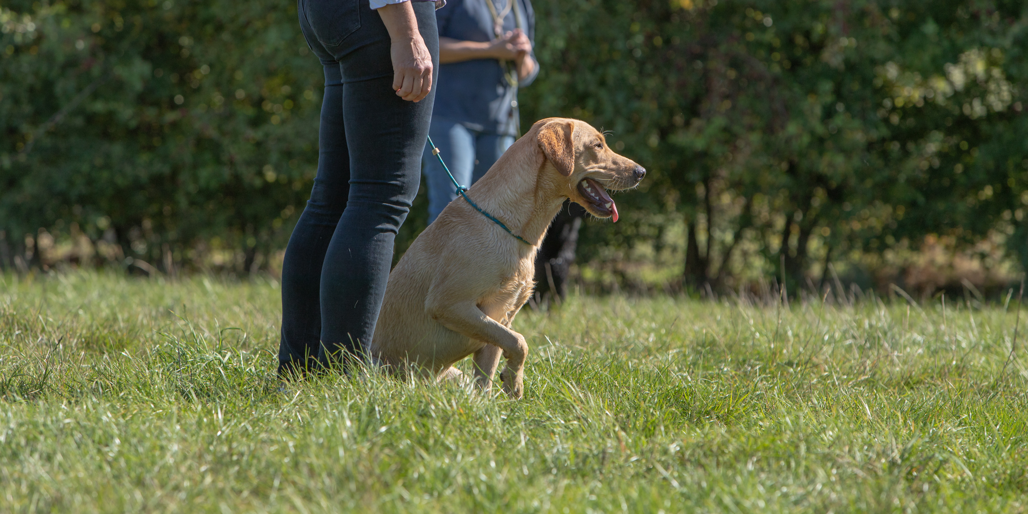 Gallery – Truequest Dog Training