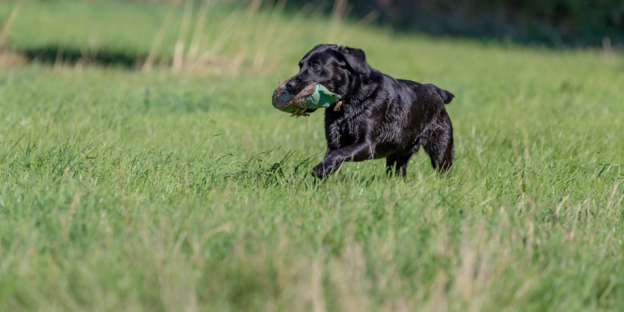 Gallery – Truequest Dog Training