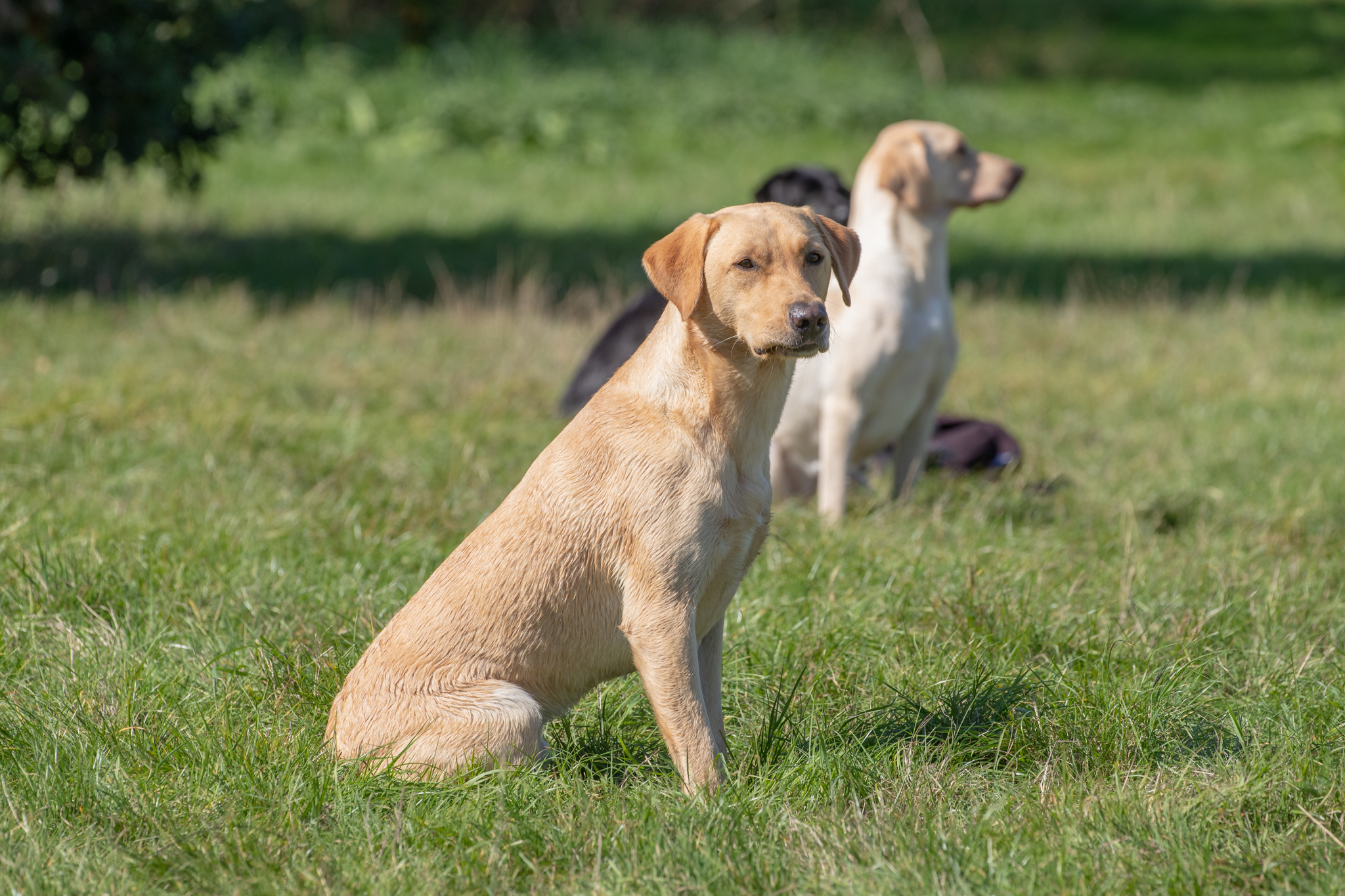 Gallery – Truequest Dog Training