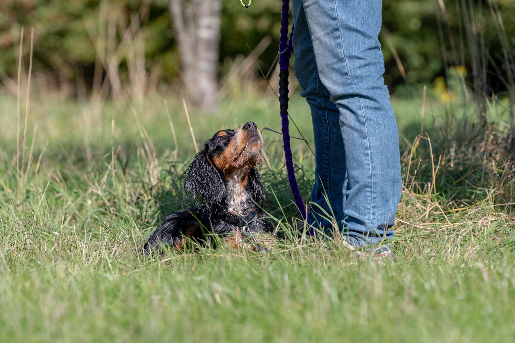 Gallery – Truequest Dog Training